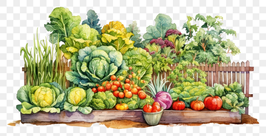 PNG Vegetable outdoors plant food. | Premium PNG - rawpixel