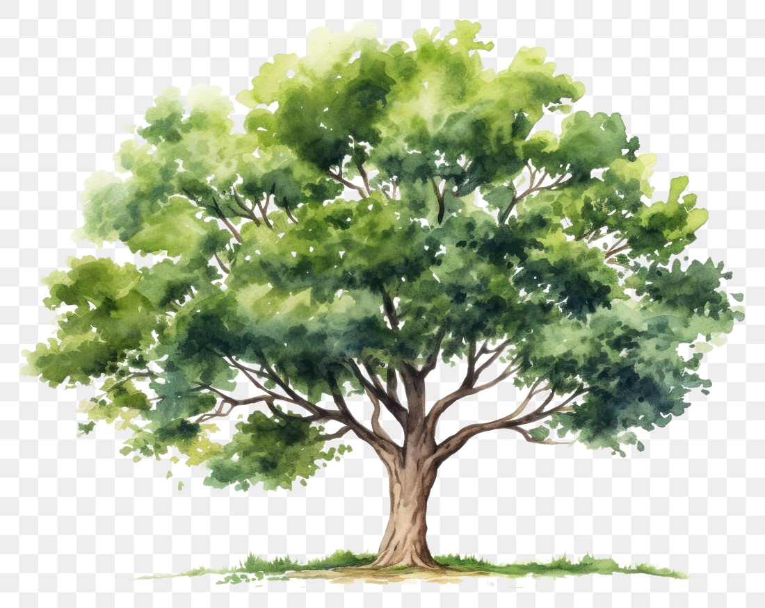 PNG Plant tree tranquility sunlight. | Premium PNG - rawpixel