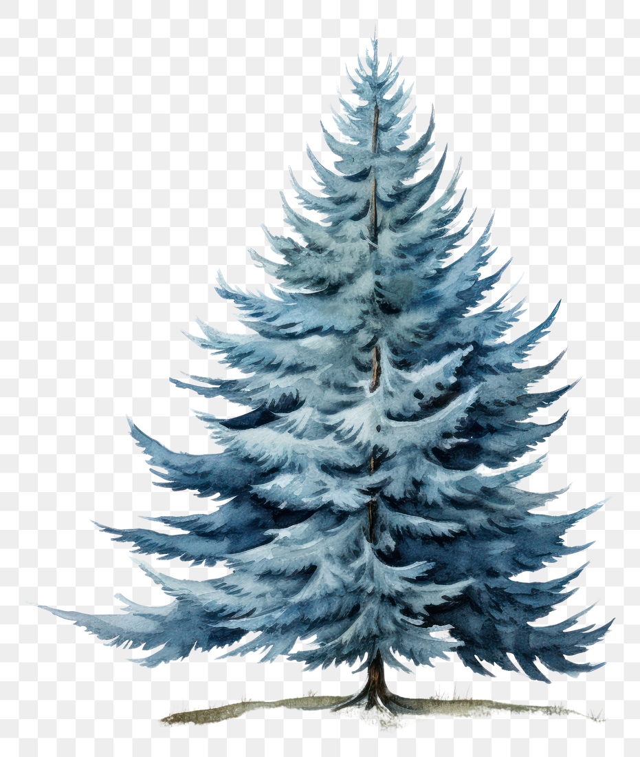 PNG Tree spruce plant white. | Premium PNG - rawpixel
