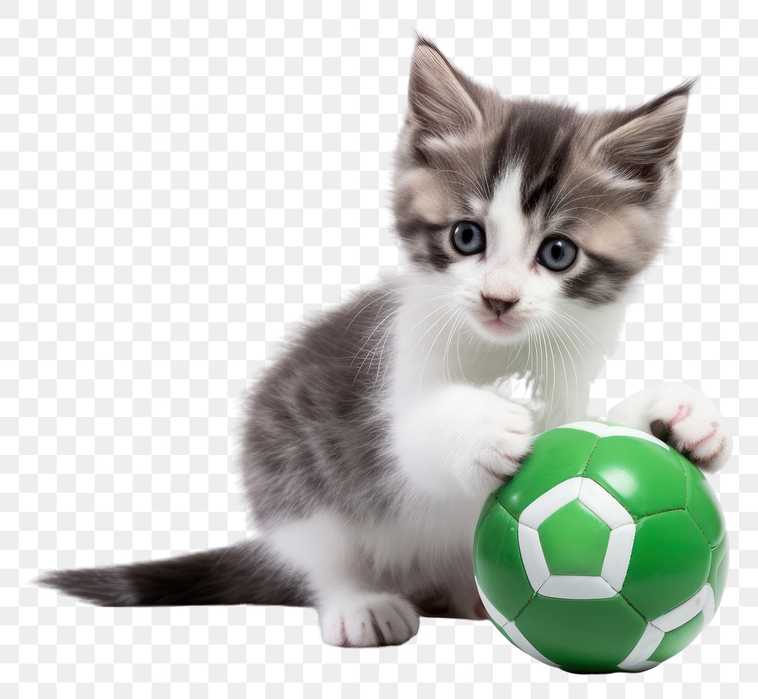PNG Kitten ball mammal animal. | Free PNG - rawpixel