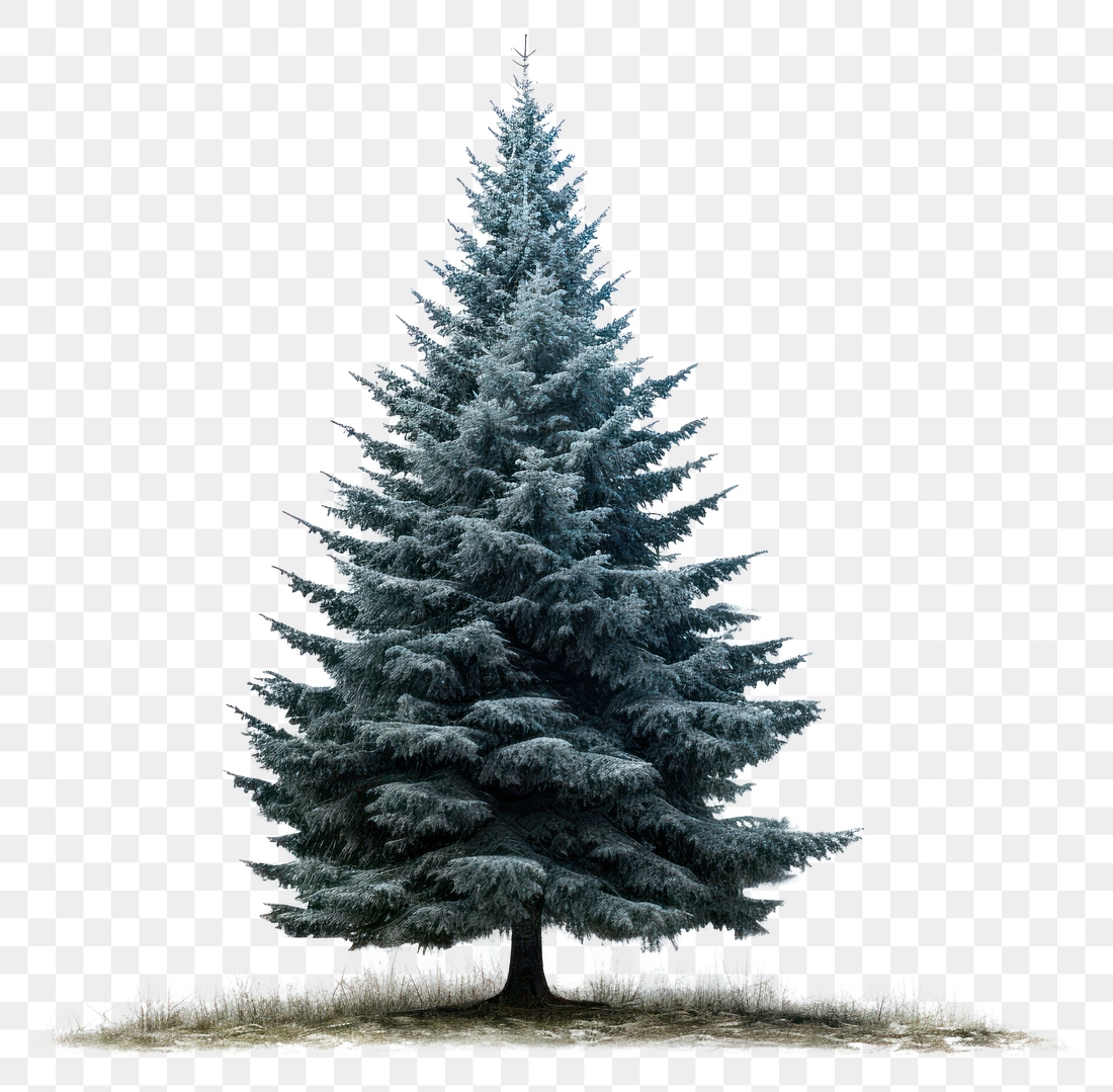 PNG Tree spruce plant white | Premium PNG - rawpixel