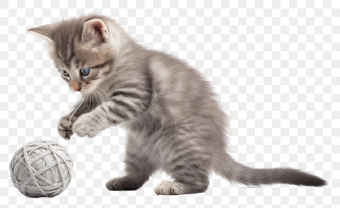 PNG Kitten mammal animal ball | Premium PNG - rawpixel