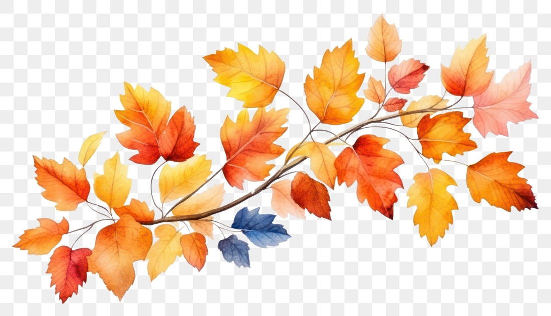 PNG Autumn leaves plant leaf. | Premium PNG - rawpixel