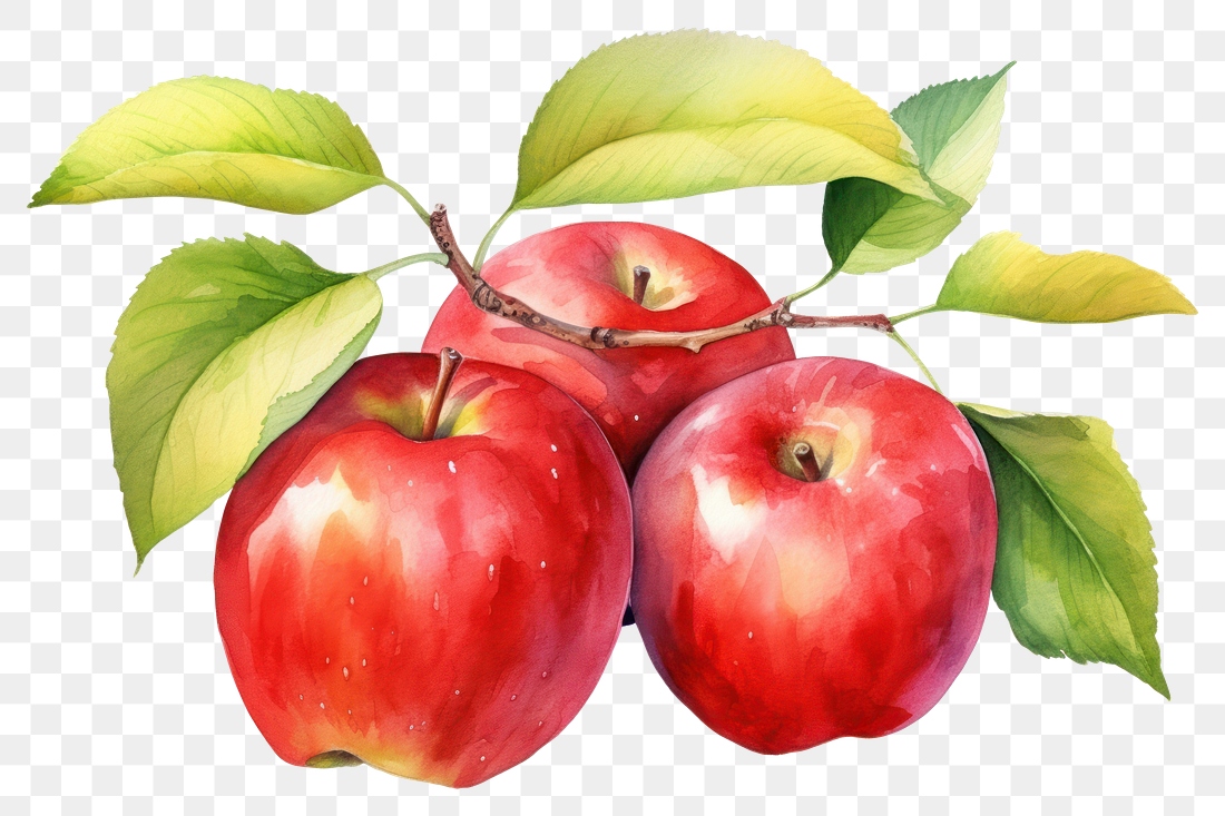 PNG Apple fruit plant food. | Premium PNG - rawpixel