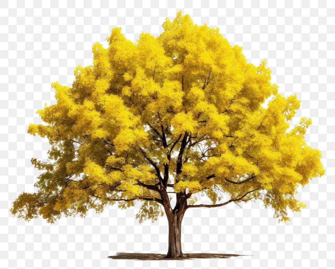 PNG Plant maple tree tranquility. | Premium PNG - rawpixel