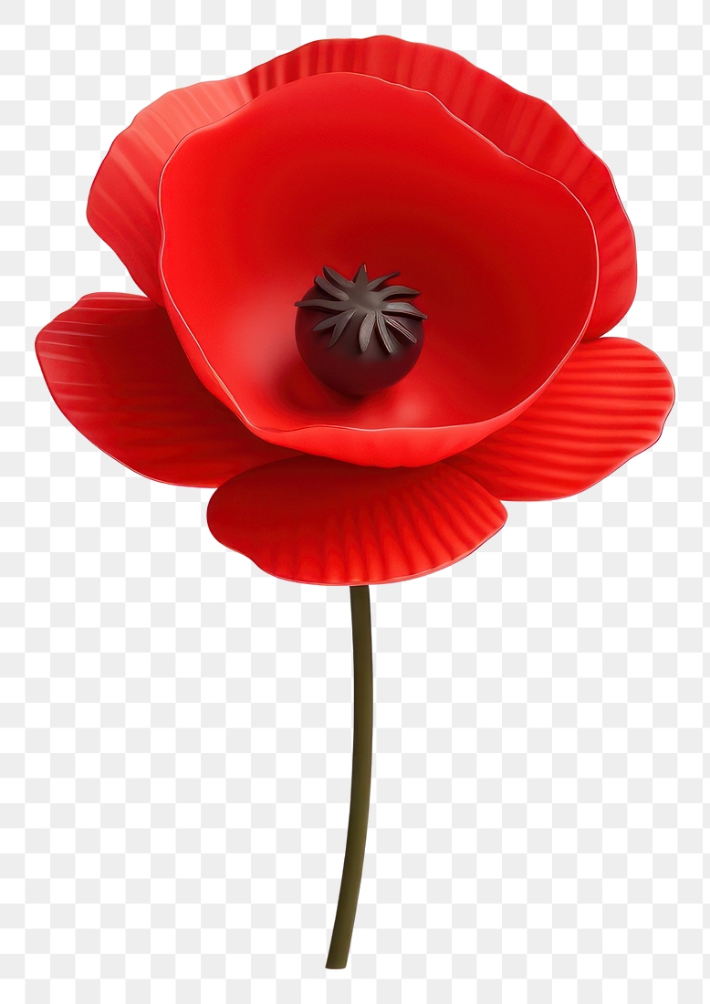 PNG Poppy flower plant red. | Premium PNG - rawpixel