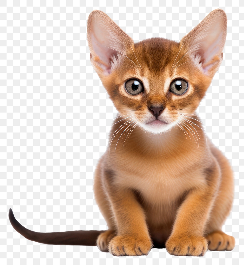 PNG Abyssinian abyssinian animal mammal. | Free PNG - rawpixel