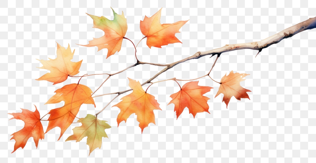 PNG Maple tree branch plant. | Premium PNG - rawpixel