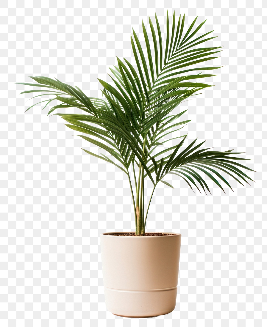 PNG Plant tree leaf transparent | Free PNG - rawpixel