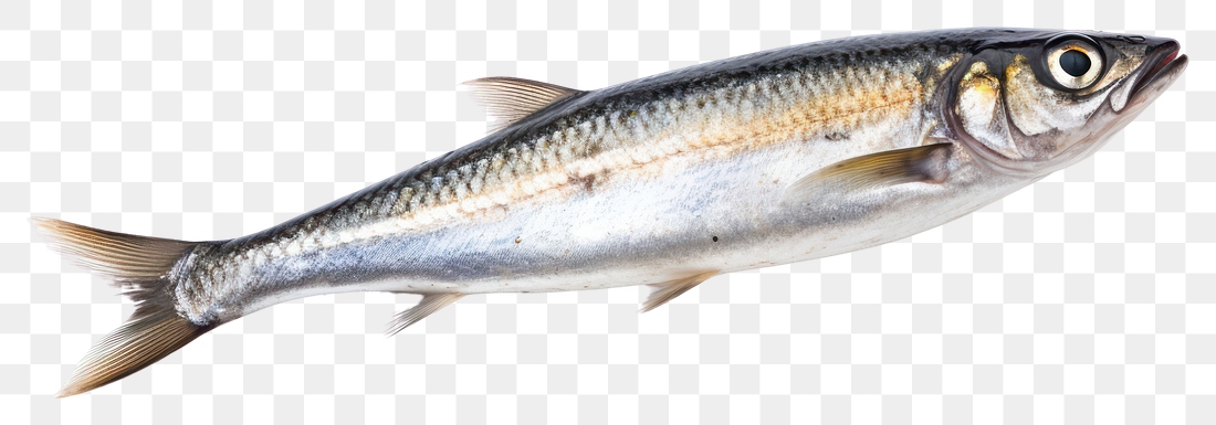 PNG Seafood sardine animal fish. | Premium PNG - rawpixel