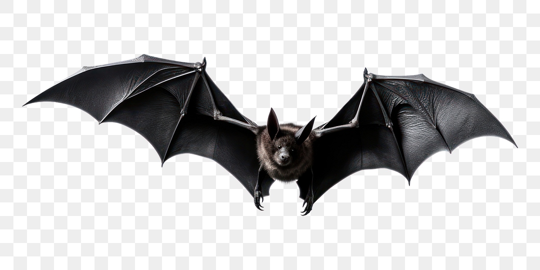 PNG Wildlife animal mammal bat | Free PNG - rawpixel