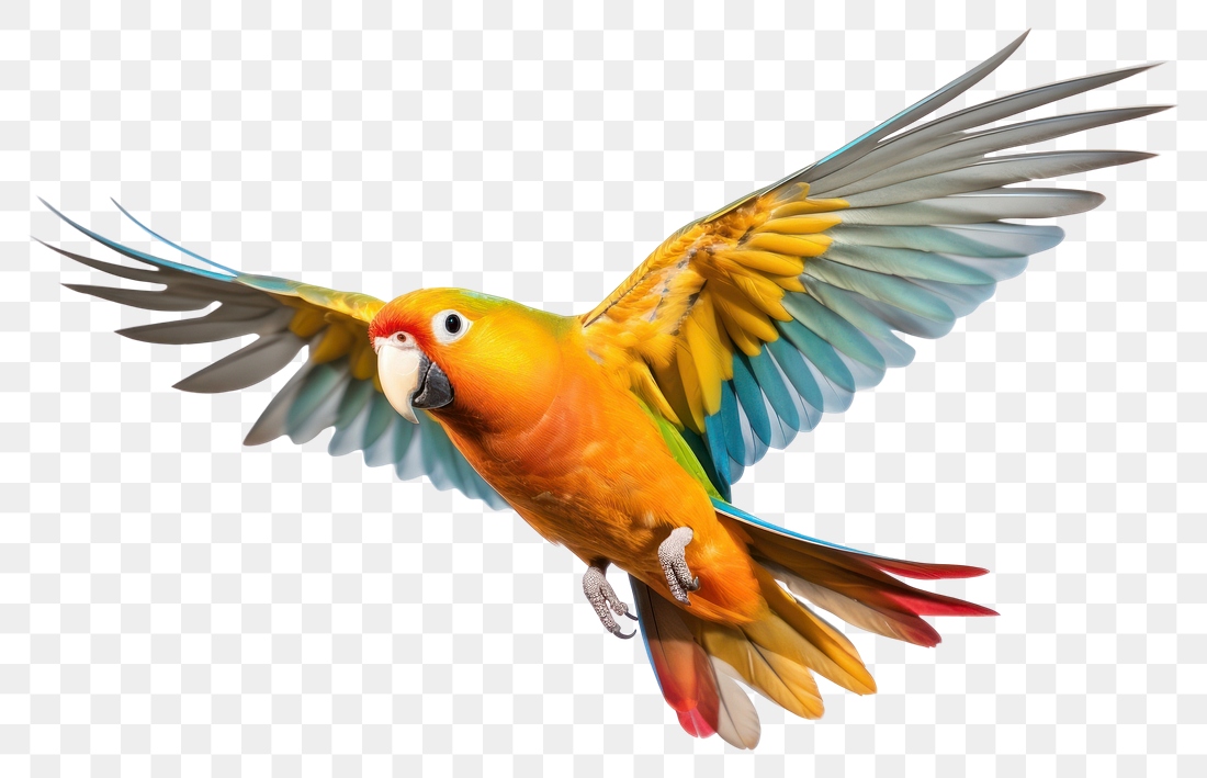 PNG Parrot flying animal bird. | Premium PNG - rawpixel