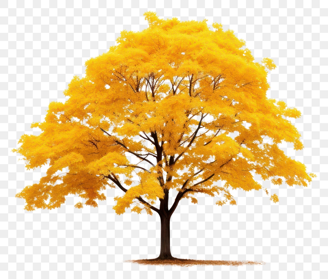 PNG Maple tree plant white | Premium PNG - rawpixel