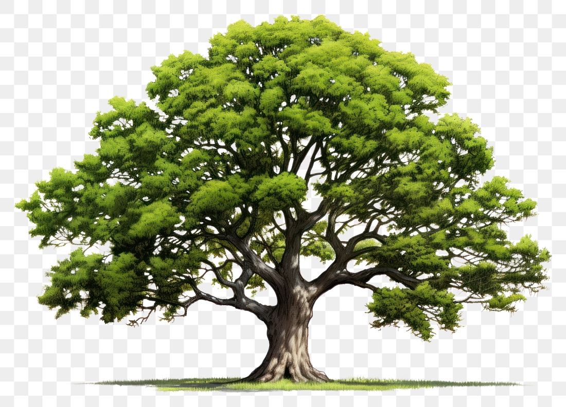 PNG Plant tree tranquility outdoors. | Premium PNG - rawpixel