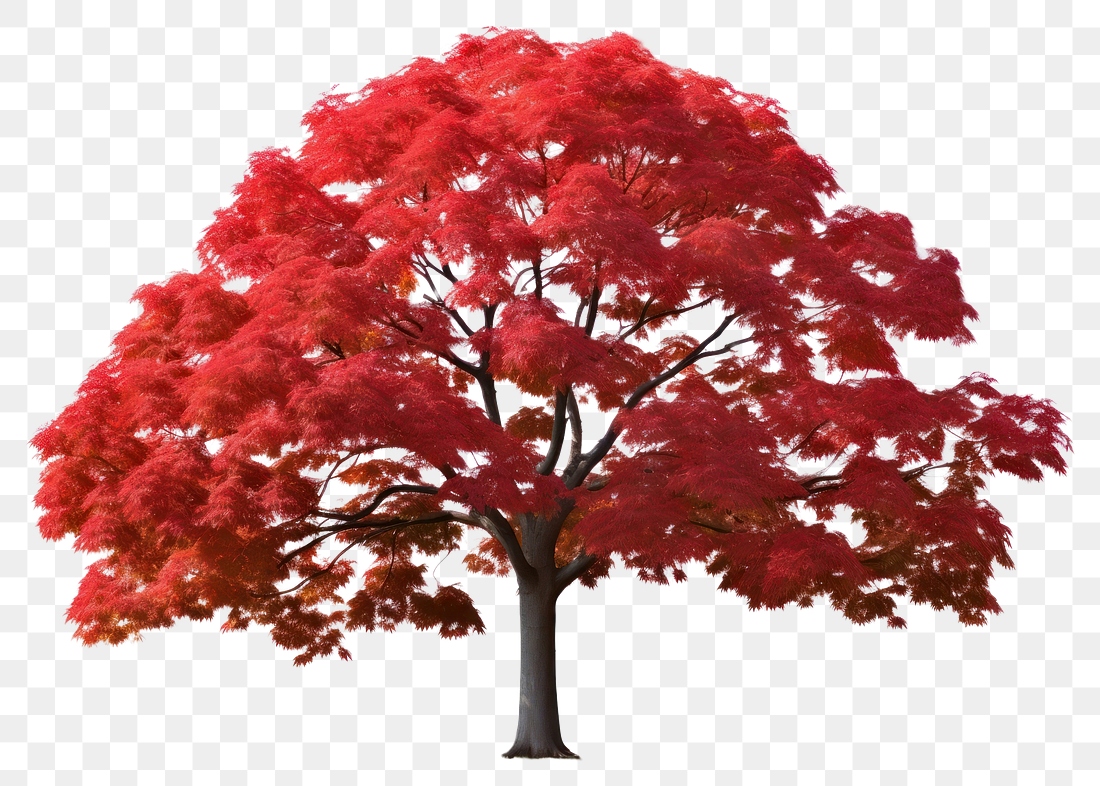 PNG Maple tree plant white | Premium PNG - rawpixel