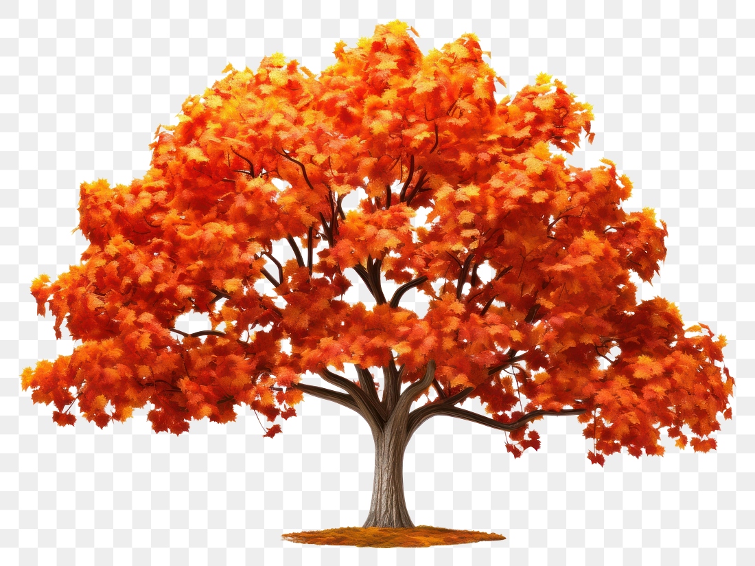 PNG Maple tree plant leaf | Premium PNG - rawpixel