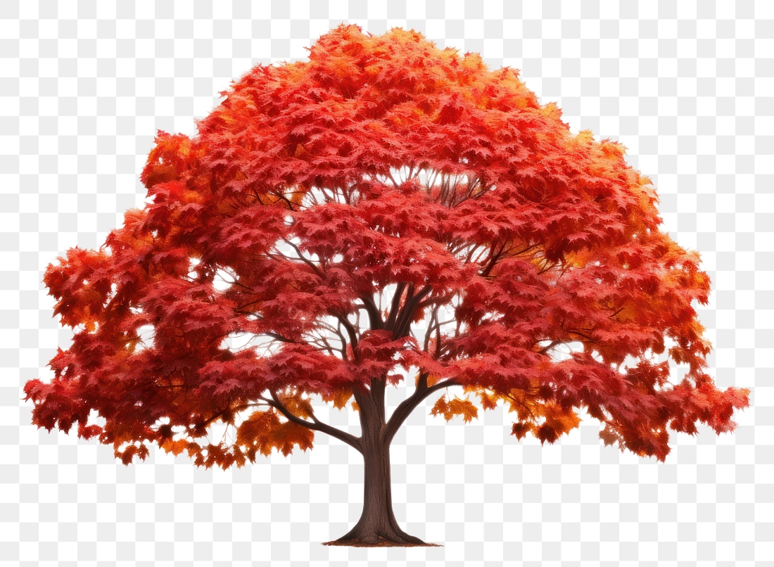 PNG Maple tree plant leaf | Premium PNG - rawpixel