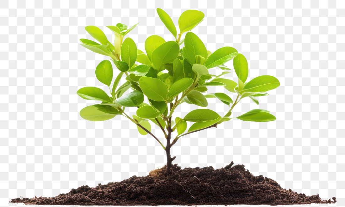 PNG Plant leaf soil agriculture | Premium PNG - rawpixel