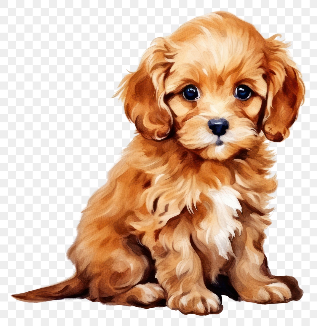 PNG Puppy cavapoo spaniel mammal. | Premium PNG - rawpixel