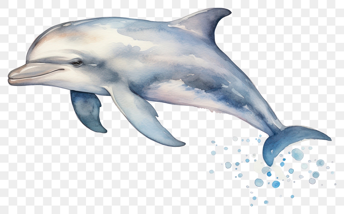 PNG Dolphin animal mammal fish. | Premium PNG - rawpixel