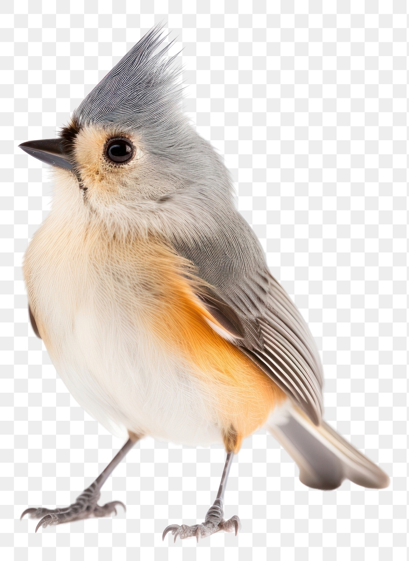 PNG Bird animal beak | Premium PNG - rawpixel