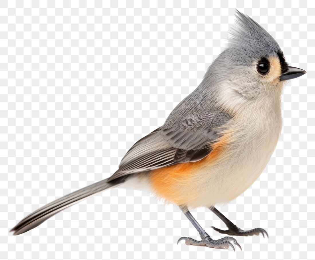 PNG Bird animal beak | Premium PNG - rawpixel