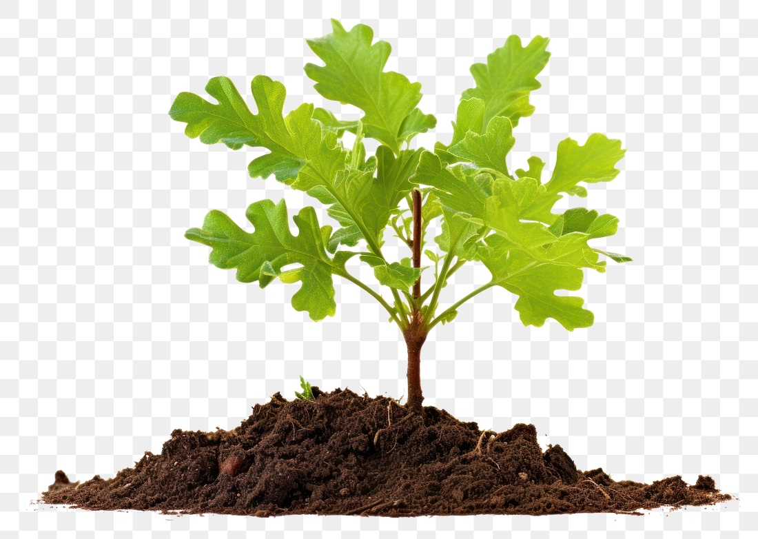 PNG Sapling plant herbs leaf. | Free PNG - rawpixel