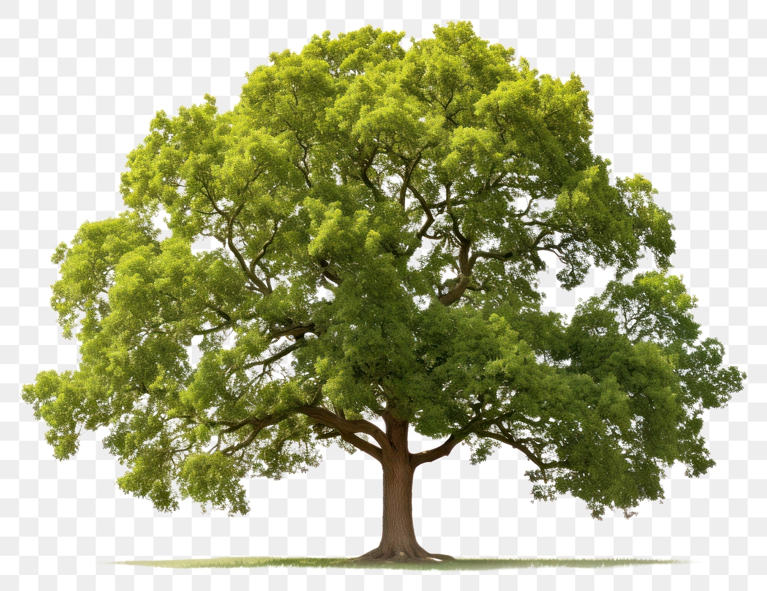 PNG Tree plant oak transparent | Premium PNG - rawpixel