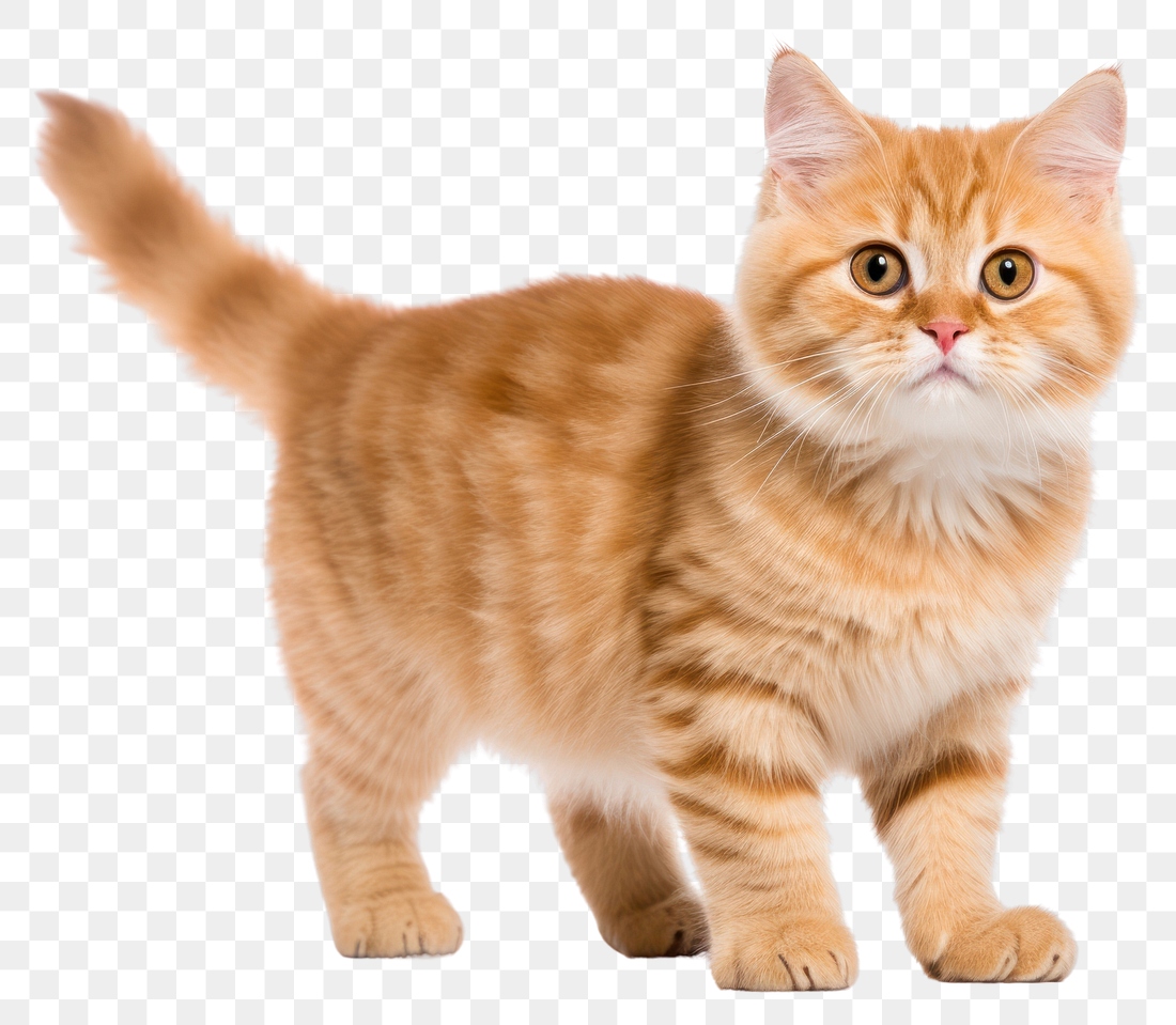 PNG Mammal animal kitten pet | Premium PNG - rawpixel