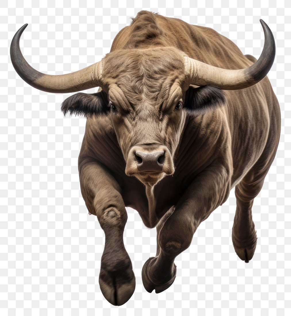 PNG Livestock wildlife buffalo cattle. | Premium PNG - rawpixel