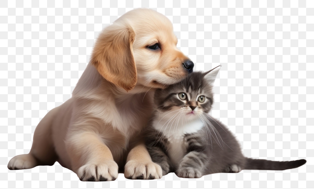 PNG Animal mammal puppy pet. | Premium PNG - rawpixel