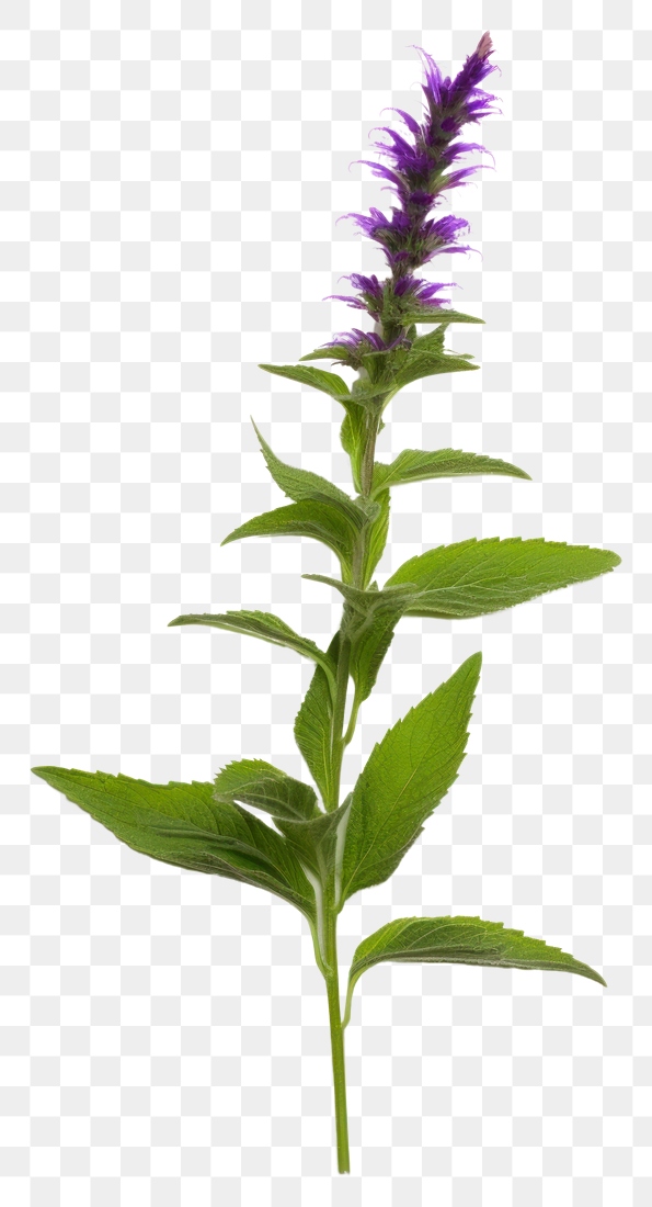 PNG Herbs lavender flower purple. | Premium PNG - rawpixel