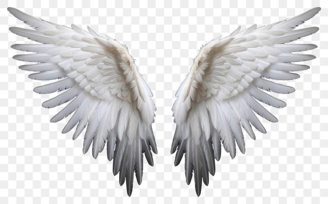 PNG Flying angel bird wing | Premium PNG - rawpixel