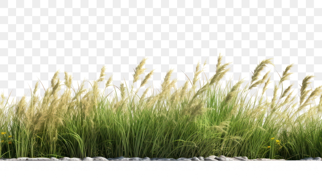 PNG Wild grass outdoors plant | Premium PNG - rawpixel