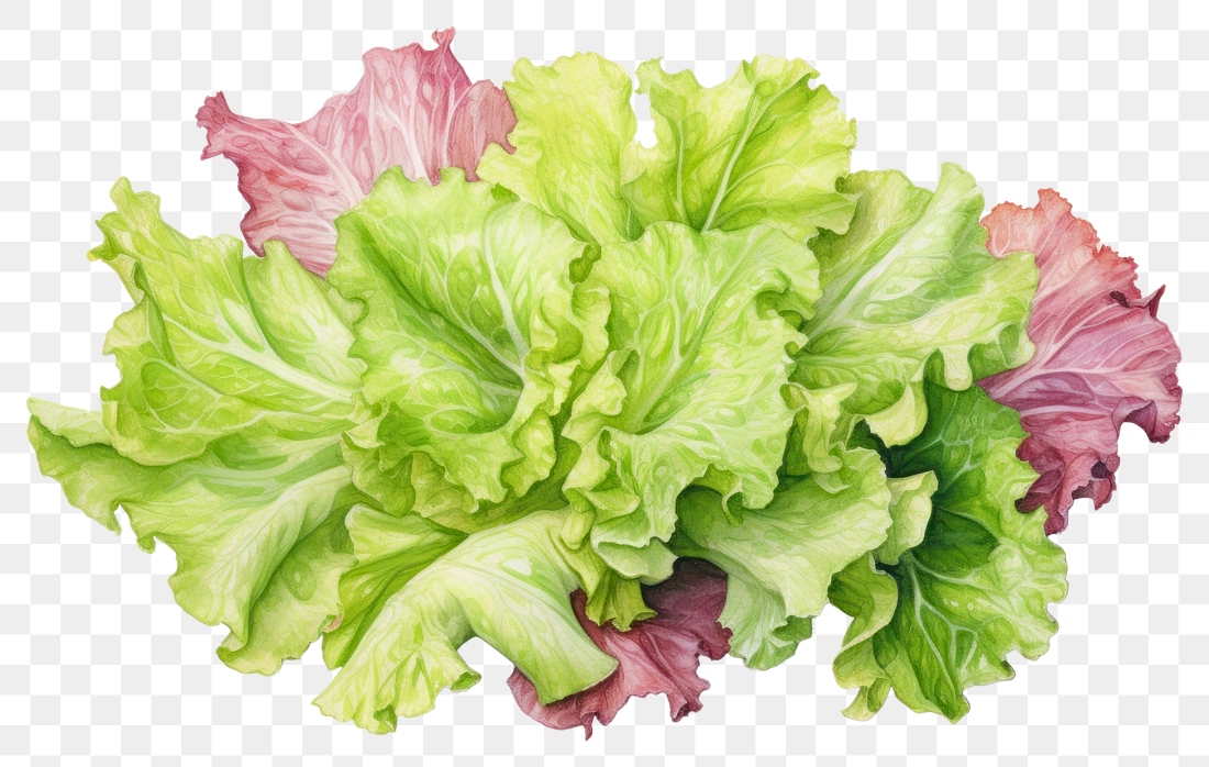 PNG Vegetable lettuce plant food. | Premium PNG - rawpixel