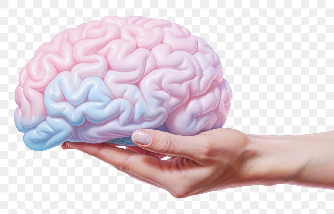 PNG Hand hodling brain invertebrate | Premium PNG - rawpixel