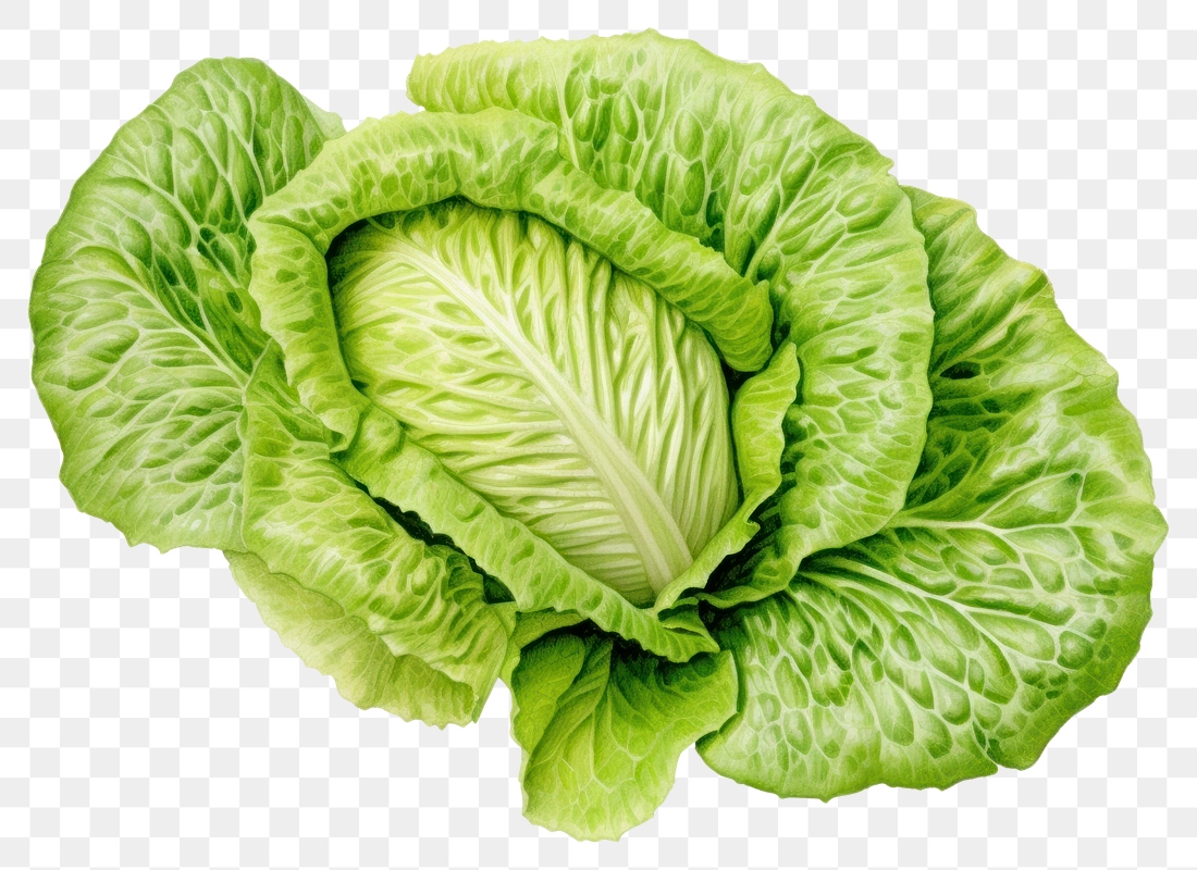 PNG Vegetable lettuce plant food. | Premium PNG - rawpixel