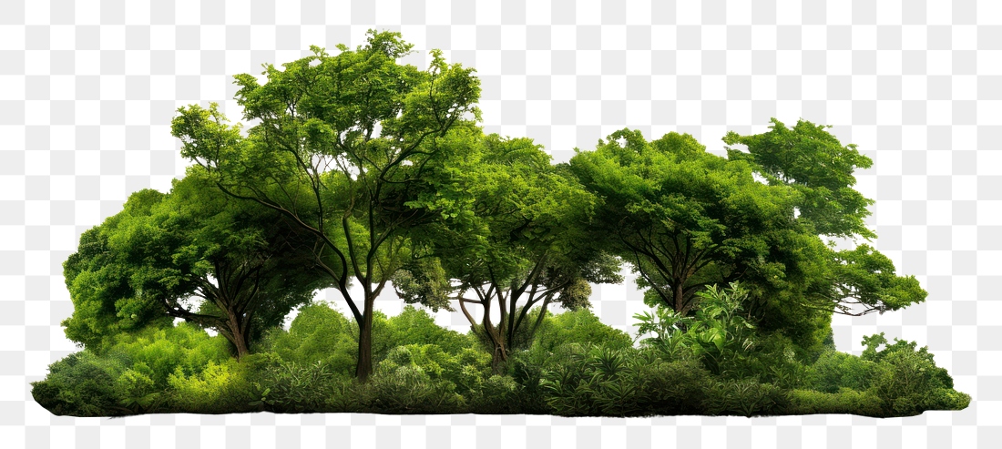 PNG Forest green tree vegetation. | Premium PNG - rawpixel