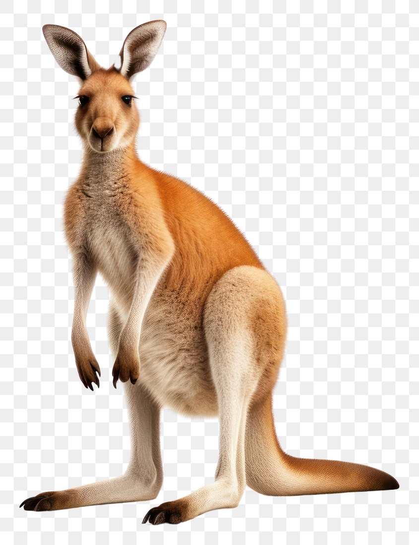 PNG Australia kangaroo wallaby animal. | Free PNG - rawpixel