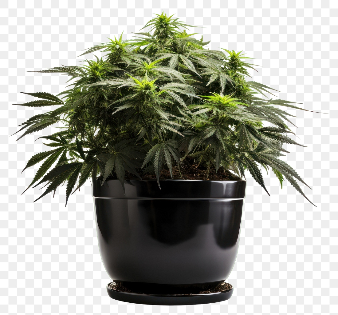 PNG Cannabis plant black leaf | Premium PNG - rawpixel