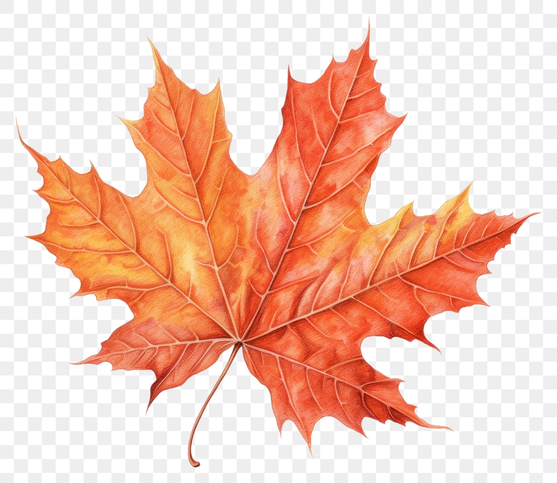 PNG Maple leave drawing leaves | Premium PNG - rawpixel
