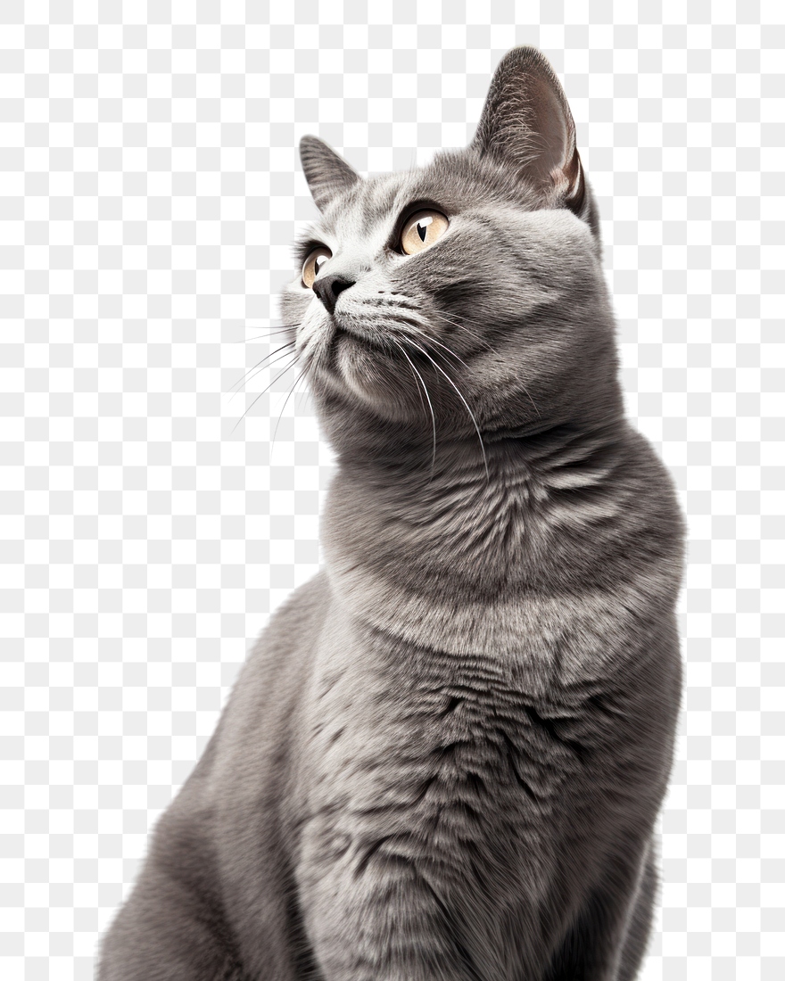 PNG Mammal animal pet cat. | Premium PNG - rawpixel