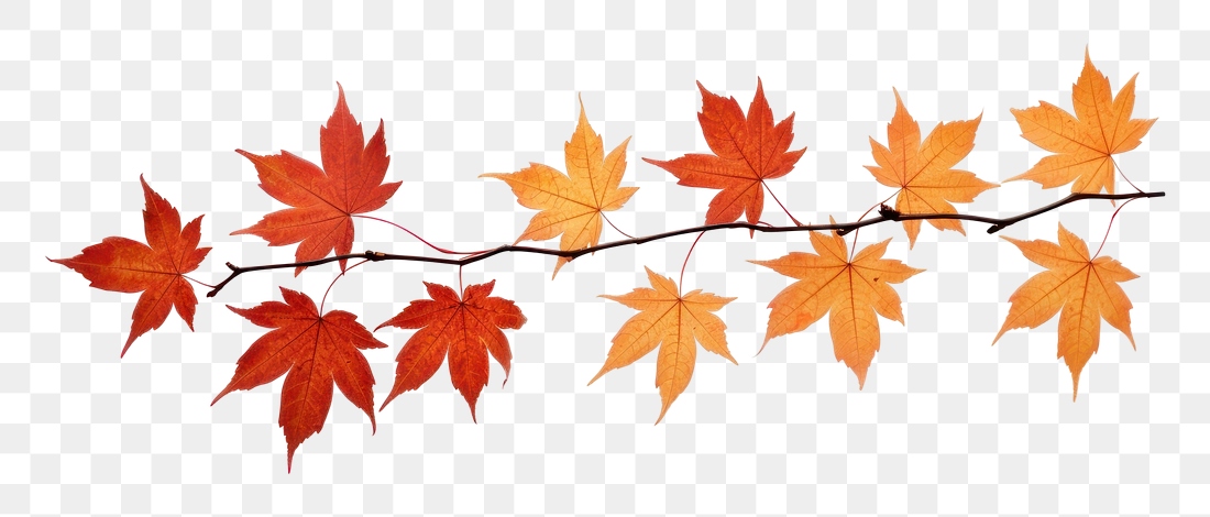 PNG Maple leaves branch plant | Premium PNG - rawpixel