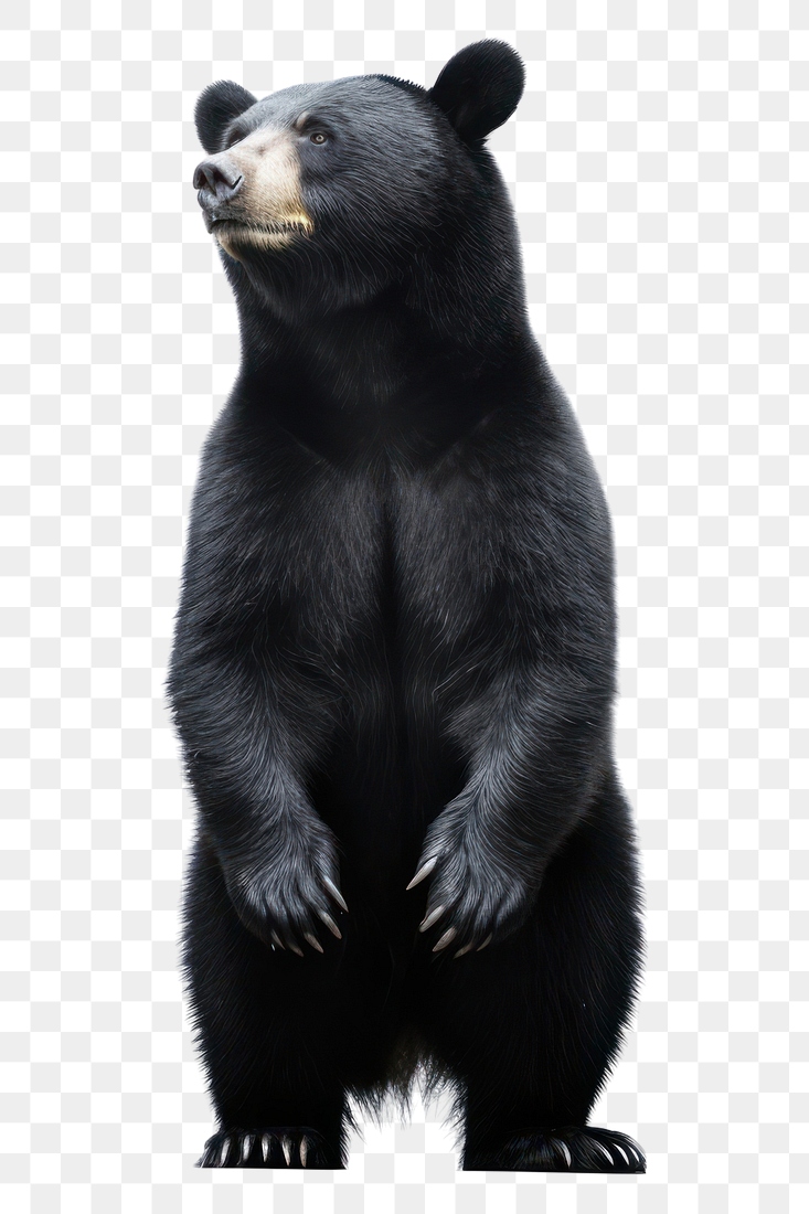 PNG Sun bear wildlife standing | Premium PNG - rawpixel