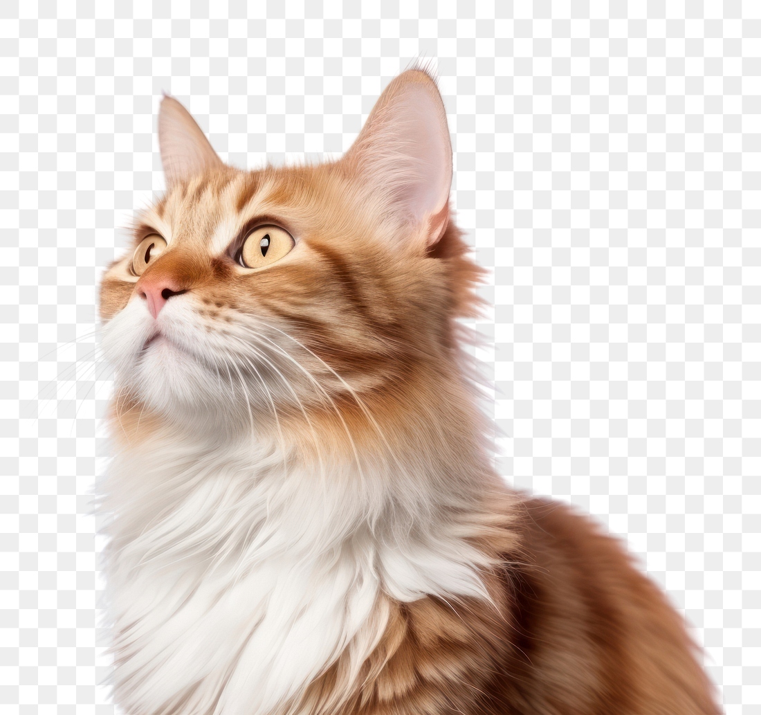 PNG Stray cat animal mammal | Free PNG - rawpixel