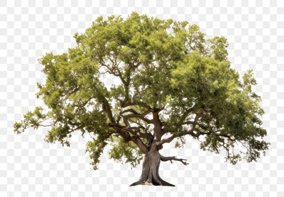 PNG Tree plant oak white | Premium PNG - rawpixel