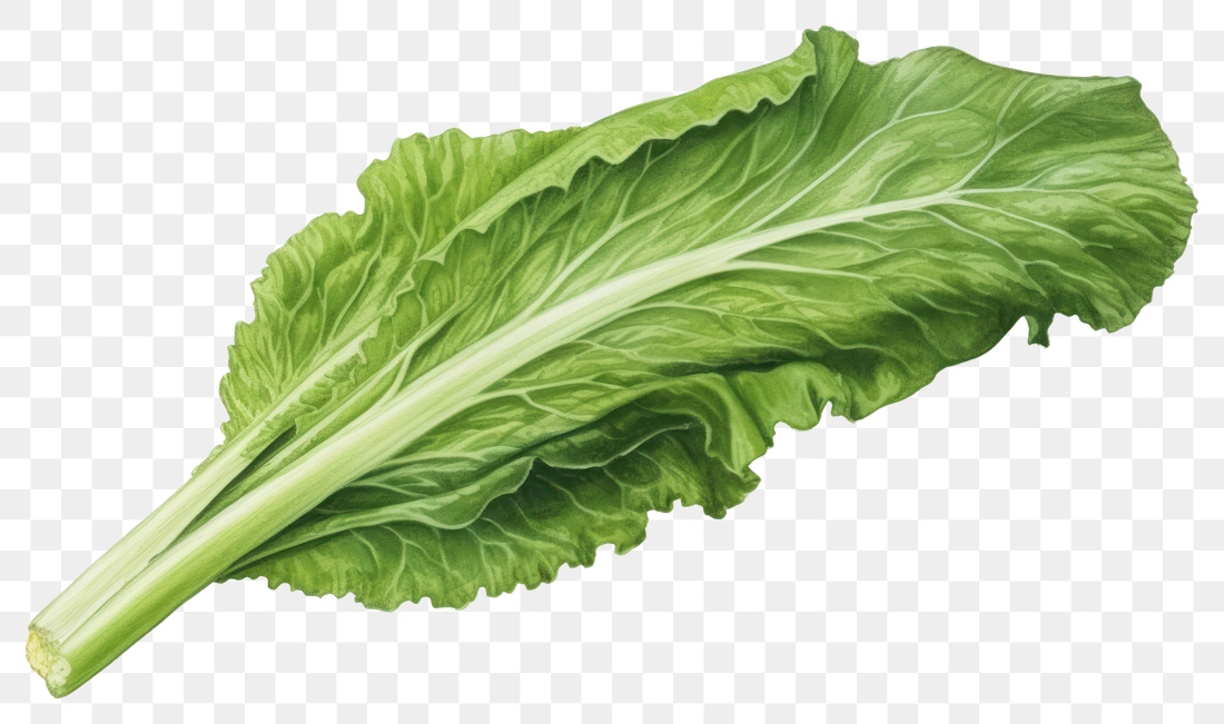 PNG Rocket vegetable lettuce plant | Premium PNG - rawpixel