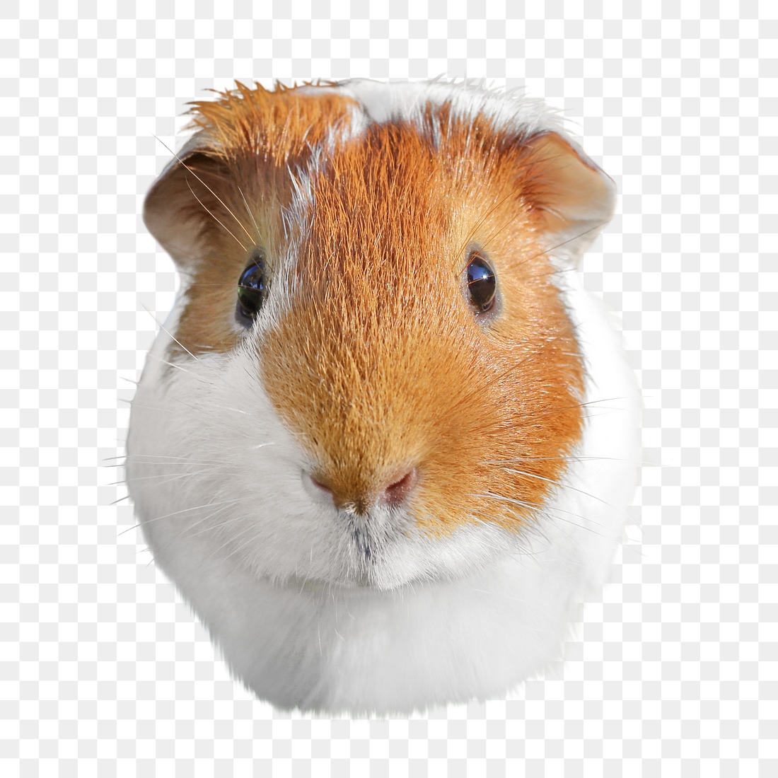 Guinea pig png, transparent background | Free PNG - rawpixel