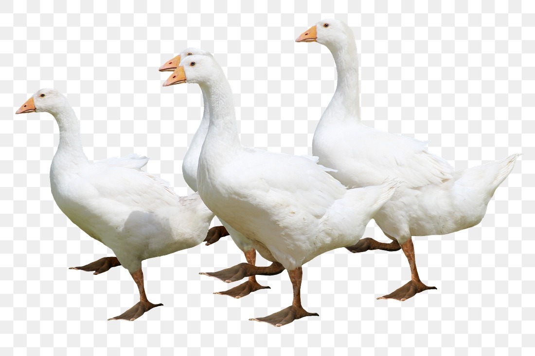 Walking geese png sticker, transparent | Free PNG - rawpixel