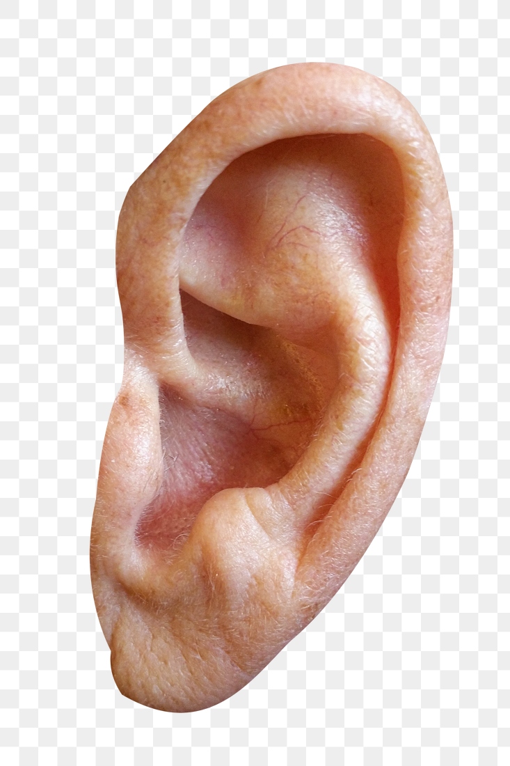 Human ear png sticker, transparent | Free PNG - rawpixel